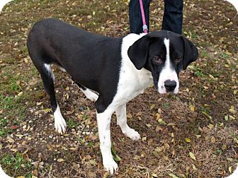 Romeo | Adopted Puppy | Farmington, MI | Great Dane/Border Collie Mix