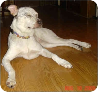 Birdie | Adopted Dog | Kingwood, TX | Blue Heeler/Whippet Mix