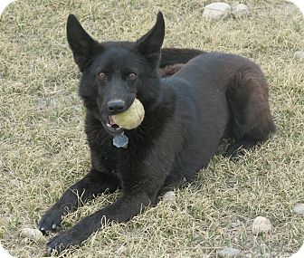 Koda | Adopted Dog | Buena Vista, CO | Schipperke/Labrador Retriever Mix