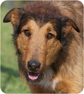 Whelan | Adopted Dog | Providence, RI | Collie/Airedale Terrier Mix