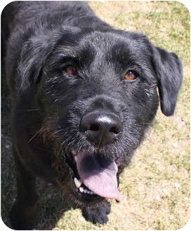 4600 | Adopted Dog | Jerome, ID | Airedale Terrier/Labrador Retriever Mix