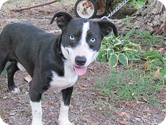 LAZER | Adopted Dog | Hartford, CT | Basset Hound/Border Collie Mix