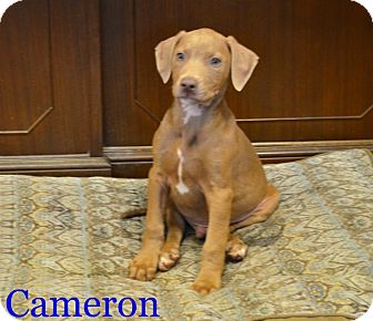 Weimaraner Doberman Mix Puppies