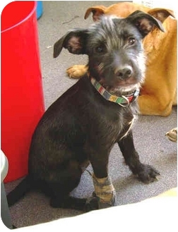 THUMPER | Adopted Puppy | Harbor City, CA | Airedale Terrier/Labrador ...