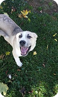 Mechanicsburg, PA - German Shorthaired Pointer/Husky Mix. Meet Phil a ...