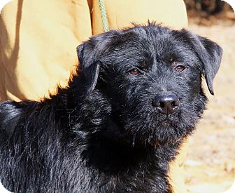 Stamford, CT - Airedale Terrier/Labrador Retriever Mix. Meet RUDY ...