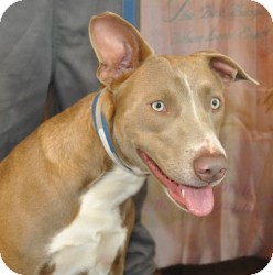 Weimaraner Doberman Mix Puppies