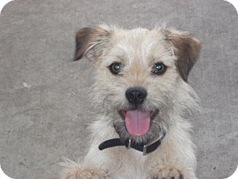Border Collie Yorkie Mix
