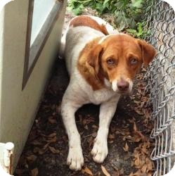 Lily - Frances | Adopted Dog | Homestead, FL | Beagle/Irish Setter Mix