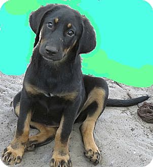 St Petersburg, FL - Labrador Retriever/Black and Tan Coonhound Mix ...