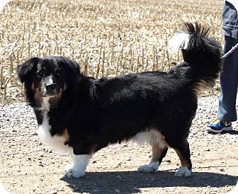 Minesing, ON - Bernese Mountain Dog/Corgi Mix. Meet Fausti a Dog for ...