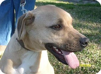 Labrador Retriever/Black Mouth Cur Mix Dog for adoption in Houston ...