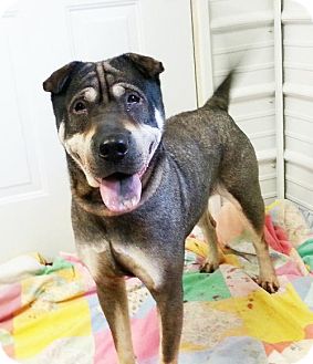 Akiro | Adopted Dog | 7732301 | Chester, IL | Husky/Shar Pei Mix