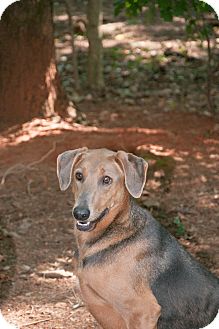 Layla | Adopted Dog | Brattleboro, VT | Doberman Pinscher/Weimaraner Mix