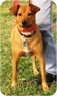 Maggie | Adopted Dog | Sugar Land, TX | Jack Russell Terrier/Rhodesian ...