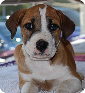 Basset Boxer Mix