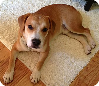 Brady | Adopted Dog | Linden, NJ | Beagle/English Bulldog Mix