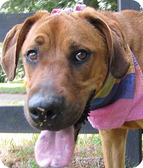 Labrador Retriever/Rhodesian Ridgeback Mix Dog for adoption in Chapel ...