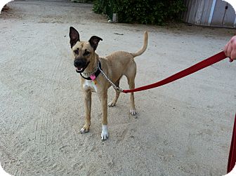 Daisy | Adopted Dog | Chatsworth, CA | German Shepherd Dog/Basenji Mix