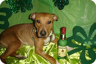 Rhodesian Ridgeback Terrier Mix Puppies