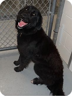 Newfoundland Golden Retriever Mix