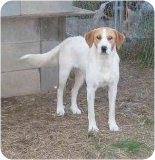 Pinky | Adopted Dog | Warsaw, MO | English Setter/English Pointer Mix