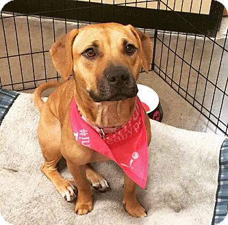 Pookie | Adopted Dog | Phoenix, AZ | Black Mouth Cur/Rhodesian ...