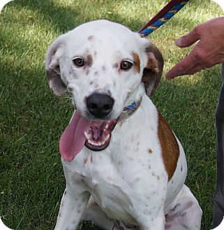 Maggie | Adopted Dog | st. jacob, IL | Pointer/Setter (Unknown Type) Mix