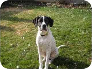 Chuckie | Adopted Dog | 2009-769OK | St. Paul, MN | English Setter ...