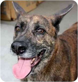 Dutch Shepherd Lab Mix