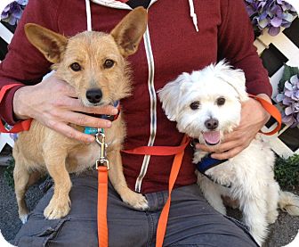 Van Nuys, CA - Maltese/Corgi Mix. Meet *URGENT* Jane & Gio a Dog for ...