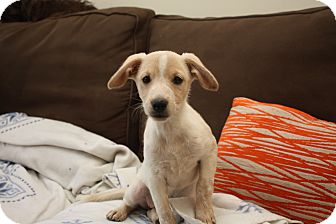 Ariel - mini lab mix | Adopted Puppy | New York, NY | Labrador ...