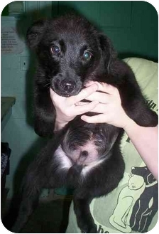 Pomeranian Mixed With Lab
