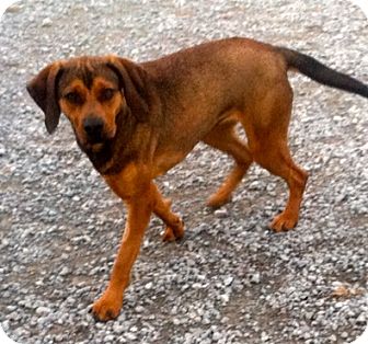 Cincinnati, OH - Redbone Coonhound/Rottweiler Mix. Meet Yoshi a Puppy ...
