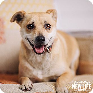 Aubrey | Adopted Dog | Portland, OR | Labrador Retriever/Sheltie ...