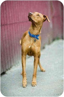 Vizsla Ridgeback Mix