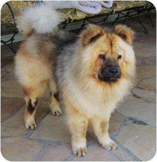 Keeshond Chow Mix