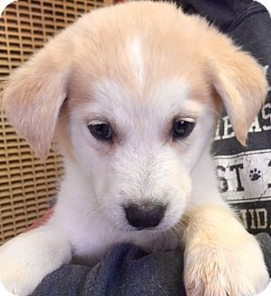 Sweetie Pie | Adopted Puppy | Trinidad, CO | Husky/Rhodesian Ridgeback Mix