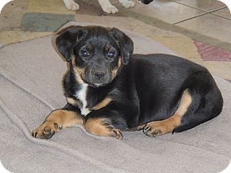 Patty Cakes | Adopted Puppy | Bedford, VA | Miniature Pinscher/Labrador ...