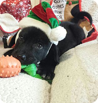 Snow Hill, NC - Sheltie, Shetland Sheepdog/Labrador Retriever Mix. Meet ...