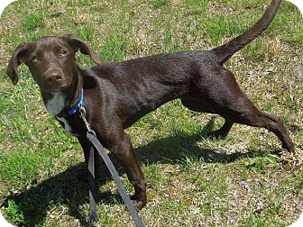 Chocolate lab mix puppy | Adopted Puppy | Washington, PA | Labrador ...