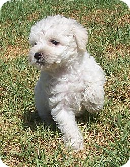 La Habra Heights, CA - Cockapoo/Maltese Mix. Meet Elise a Puppy for ...