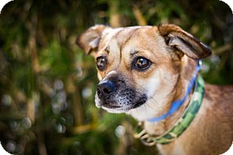 Berkeley, CA - Pug/Border Terrier Mix. Meet Paula a Puppy for Adoption.