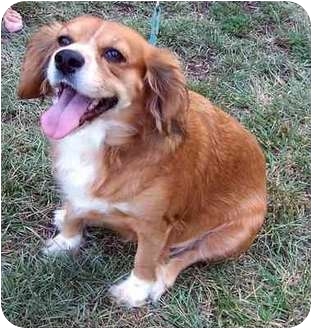 Corgi Cocker Spaniel Mix