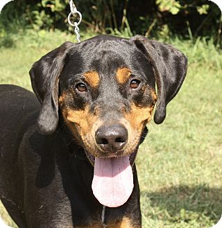 Percy | Adopted Dog | A005630 | Jackson, MI | Rottweiler/Black and Tan ...