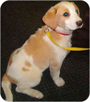 Brittany Spaniel Lab Mix Dog