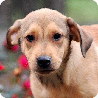 Yogi Bear | Adopted Puppy | Unionville, PA | Sheltie, Shetland Sheepdog ...