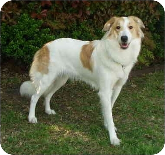 Zoey | Adopted Dog | Carrollton, TX | Borzoi/Collie Mix