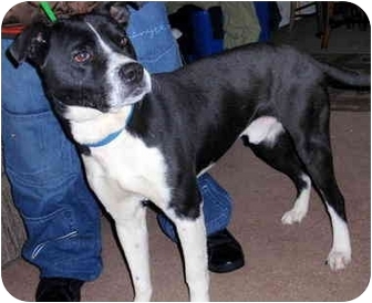 Paco | Adopted Dog | Paco | Troy, MI | American Bulldog/Border Collie Mix