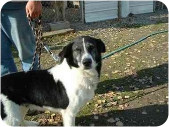 Hawkeye | Adopted Dog | Makinen, MN | Labrador Retriever/Sheltie ...